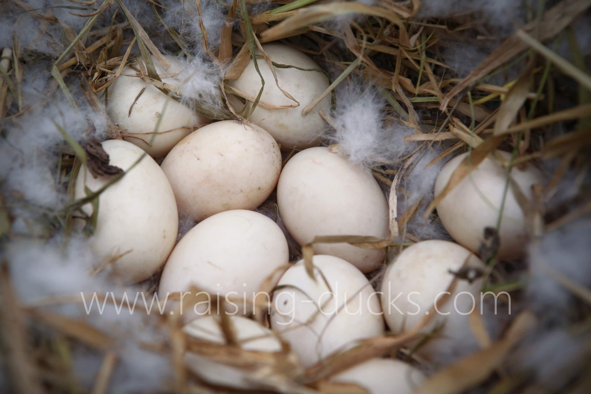 What time of day do ducks lay eggs? - Raising Ducks